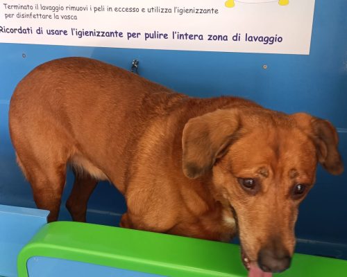 Lavaggio Cani Genova - Coccole Lavaggio Cani Self Service